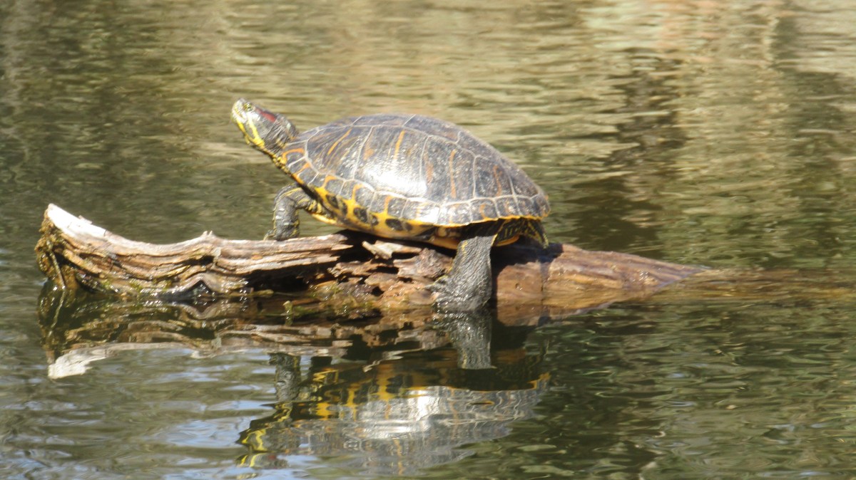 Wildlife – Preserving Arizona Wilderness